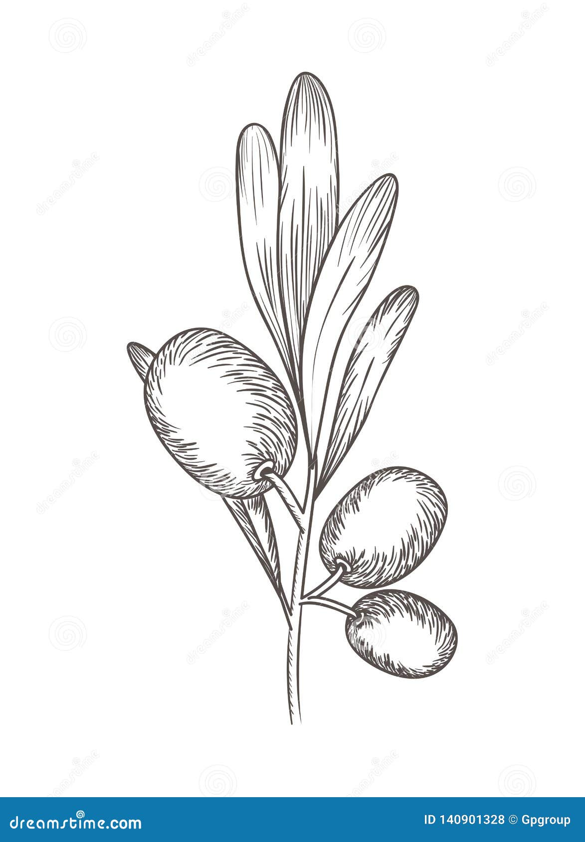 Olive Flower Drawing