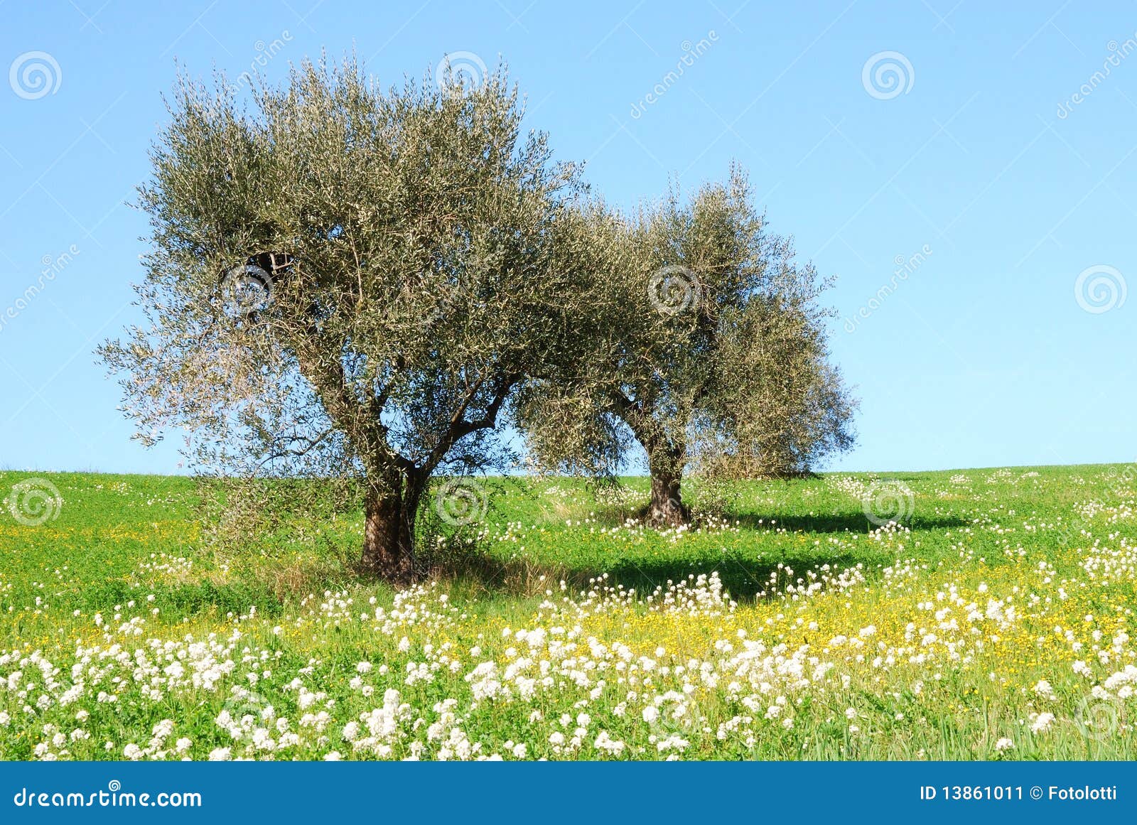 Olive flowers stock image. Image of hill, fall, fruit - 13861011