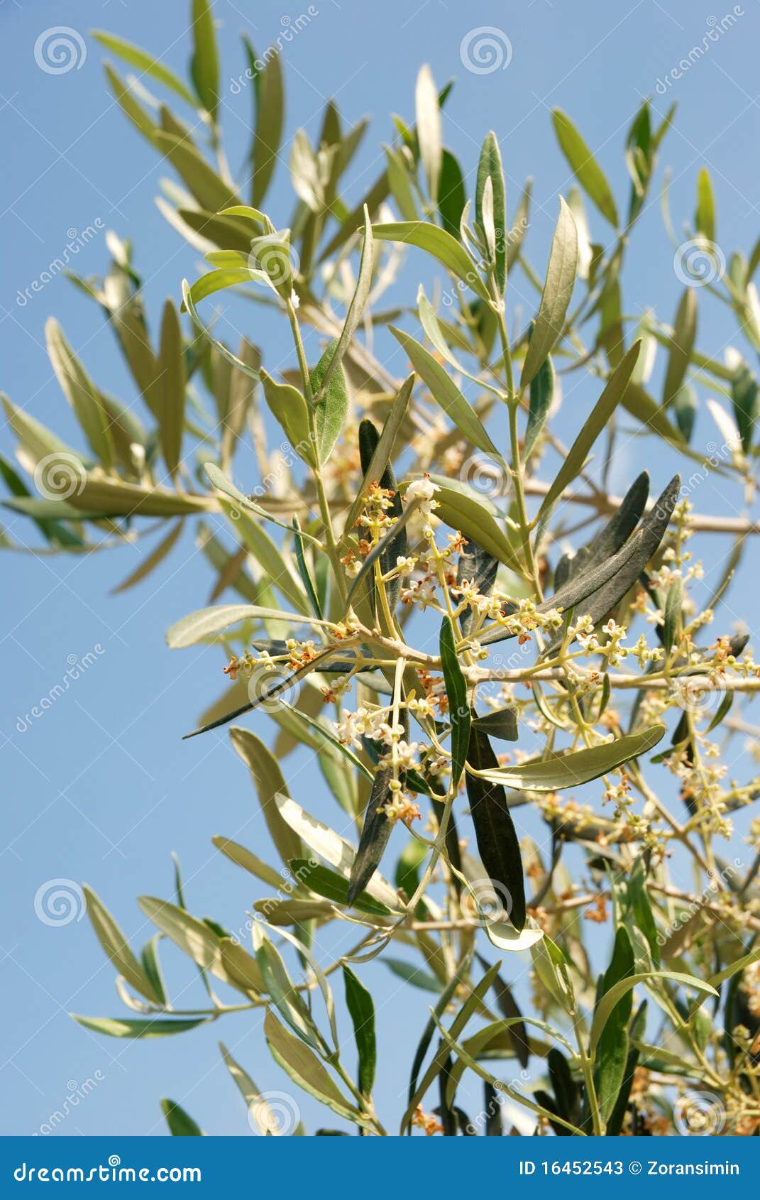 Olive flowers stock image. Image of orchard, bloom, flower - 16452543