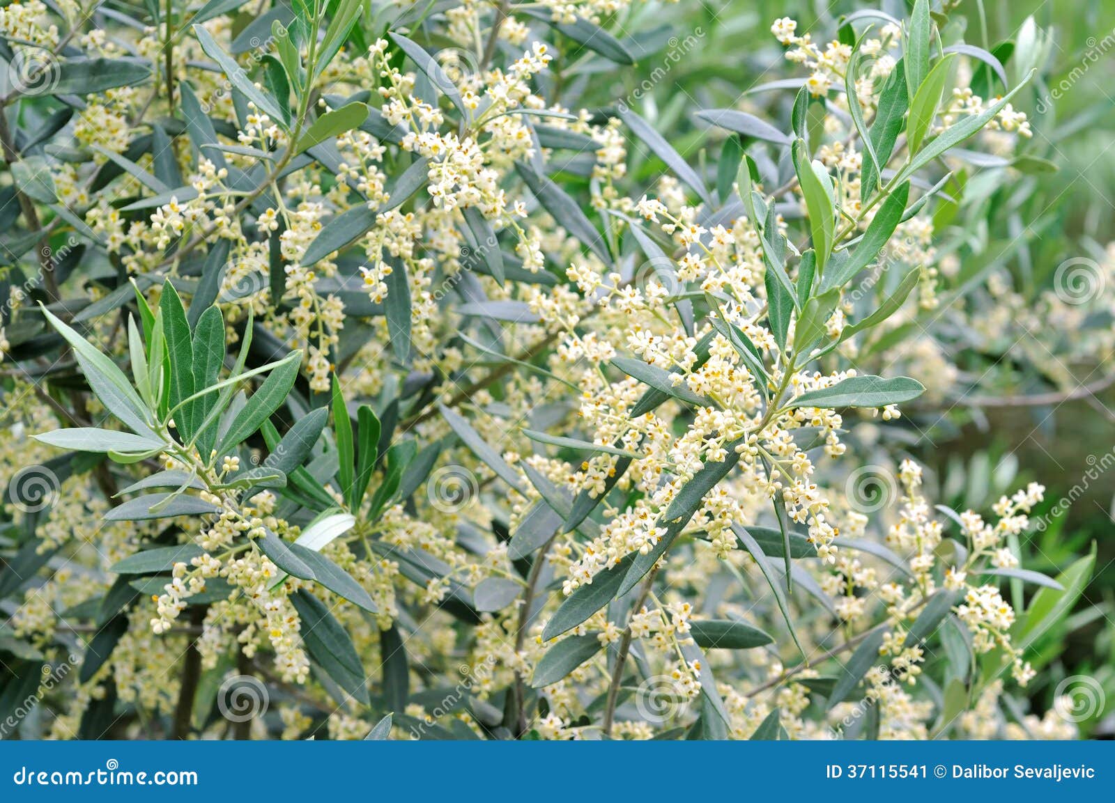 Olive Flowers stock afbeelding. Image of bloemen, achtergrond - 37115541