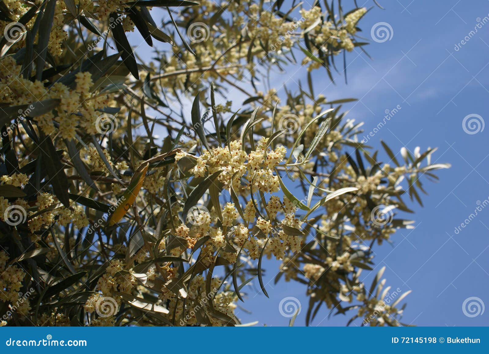 Olive Flowers. Olea Europaea Stock Photo - Image of europaea, natural ...