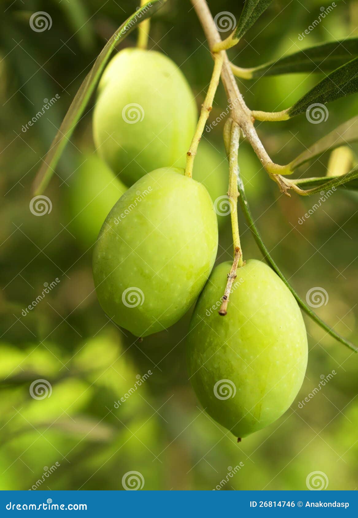 Olive fruit tree stock photo. Image of growth, growing - 26814746