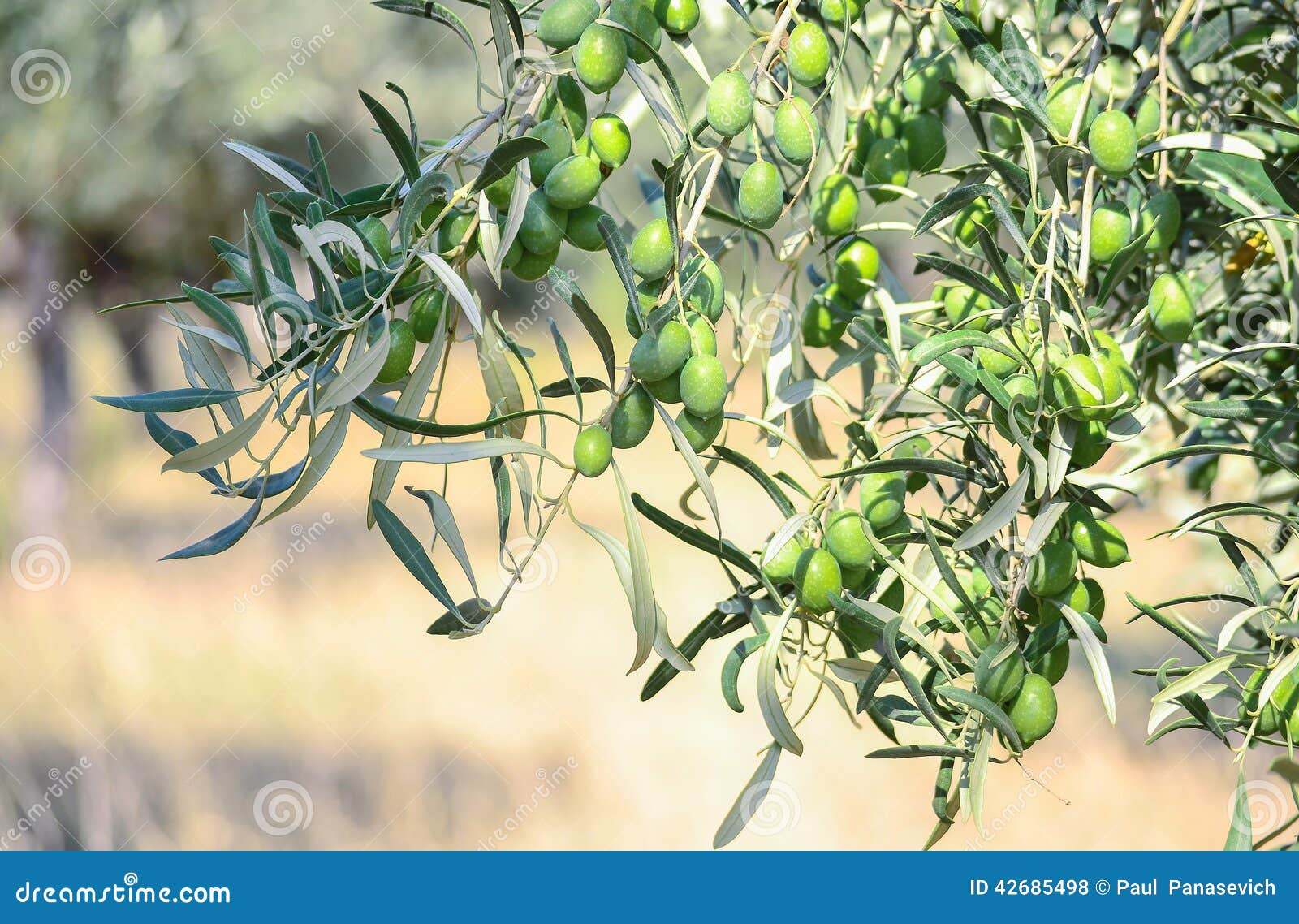 Olive branch stock photo. Image of vegetable, eating - 42685498