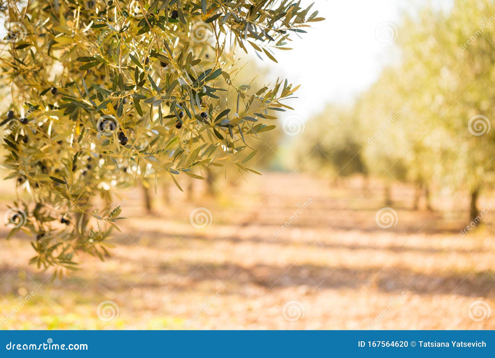 Olive Garden in Harvest Season at Autamn Stock Photo - Image of food ...