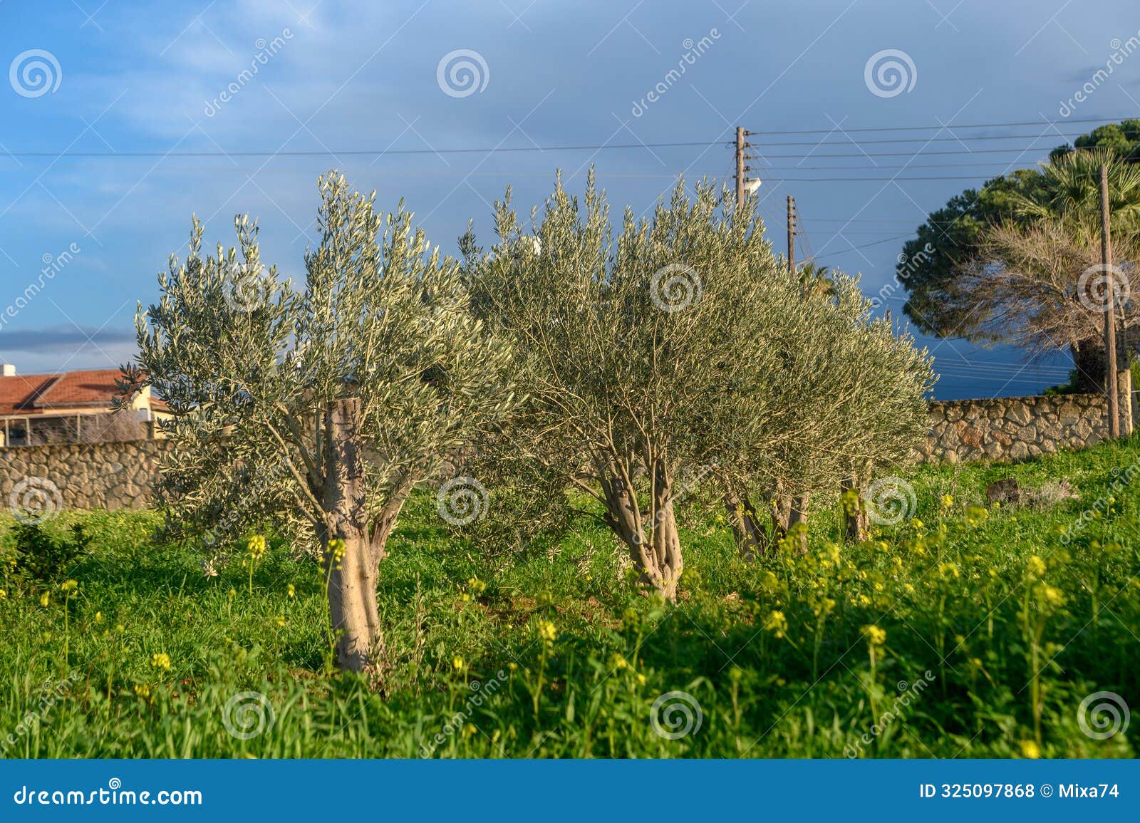 Olive Garden in Winter in Cyprus 1 Stock Photo - Image of maturity ...