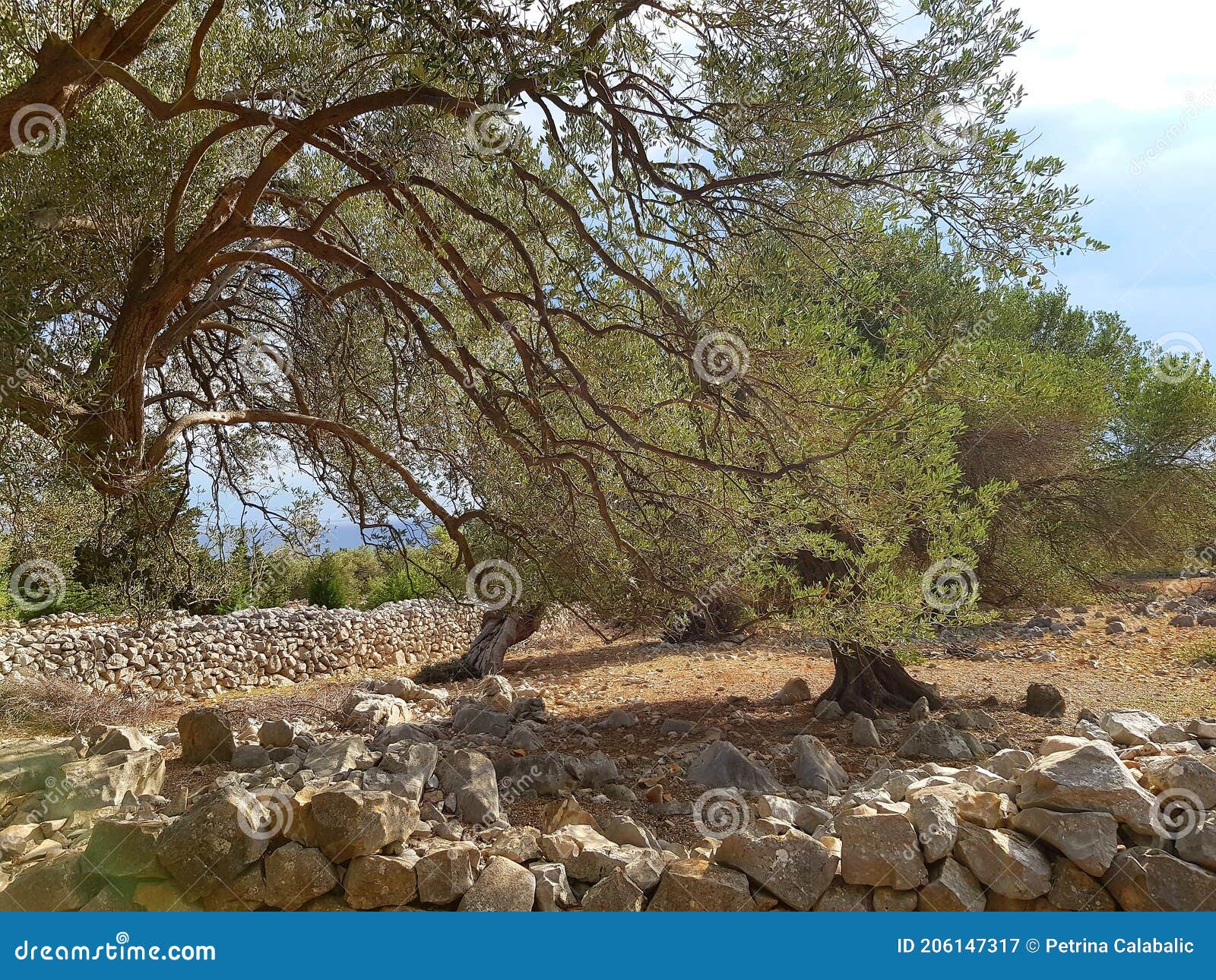 Olive Gardens of Lun, Pag, Croatia Stock Image - Image of millenar ...