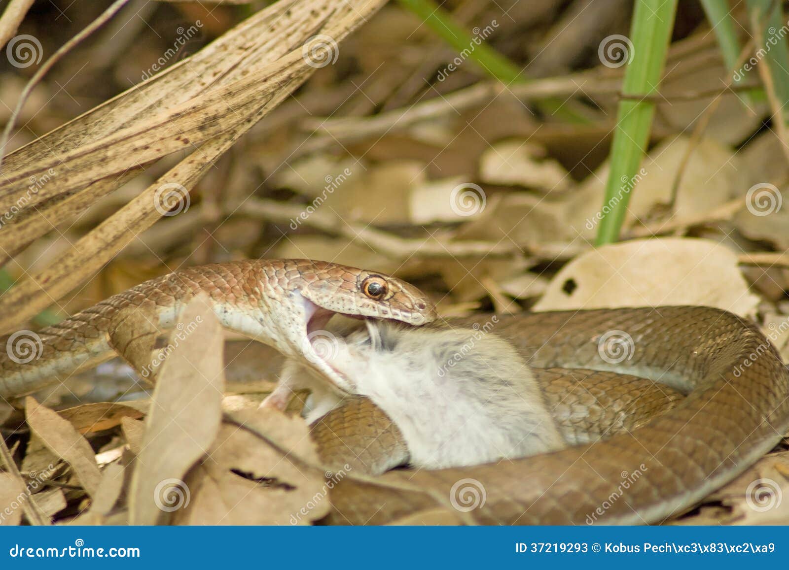 Olive Grass Snake (Psammophis-mossambicus) Met Prooi. Stock Afbeelding ...