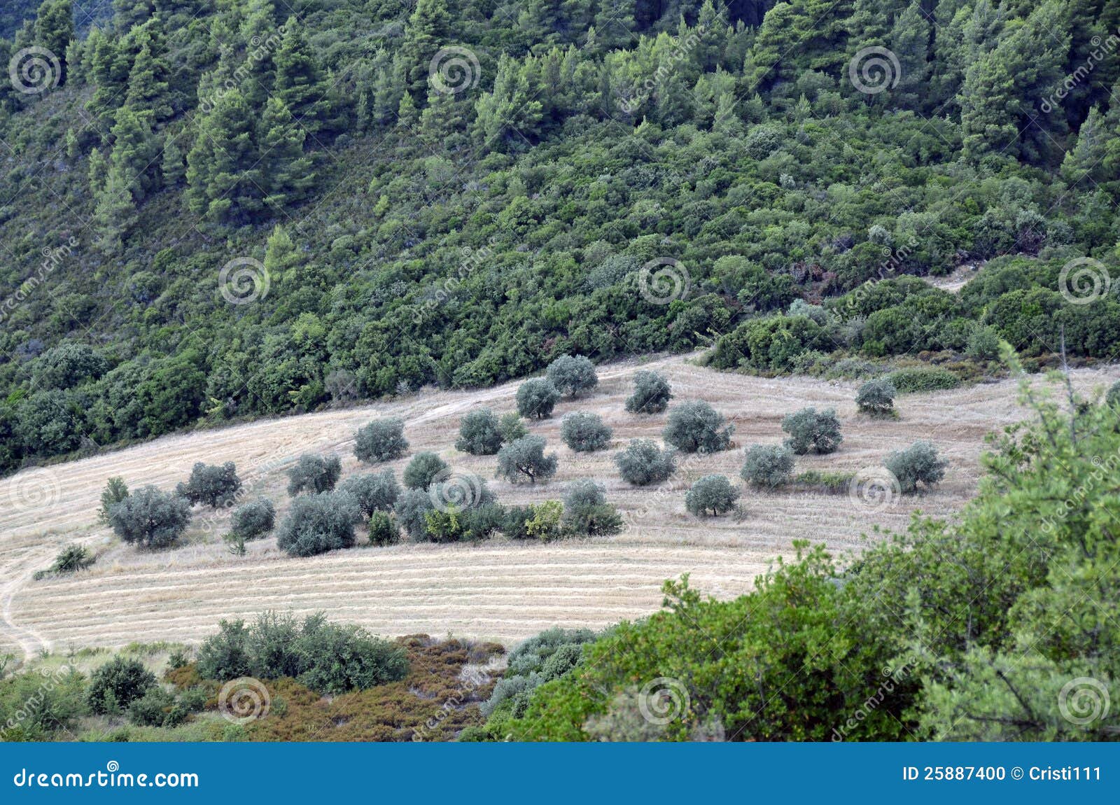 Olive greek orchard stock photo. Image of orchard, economy - 25887400