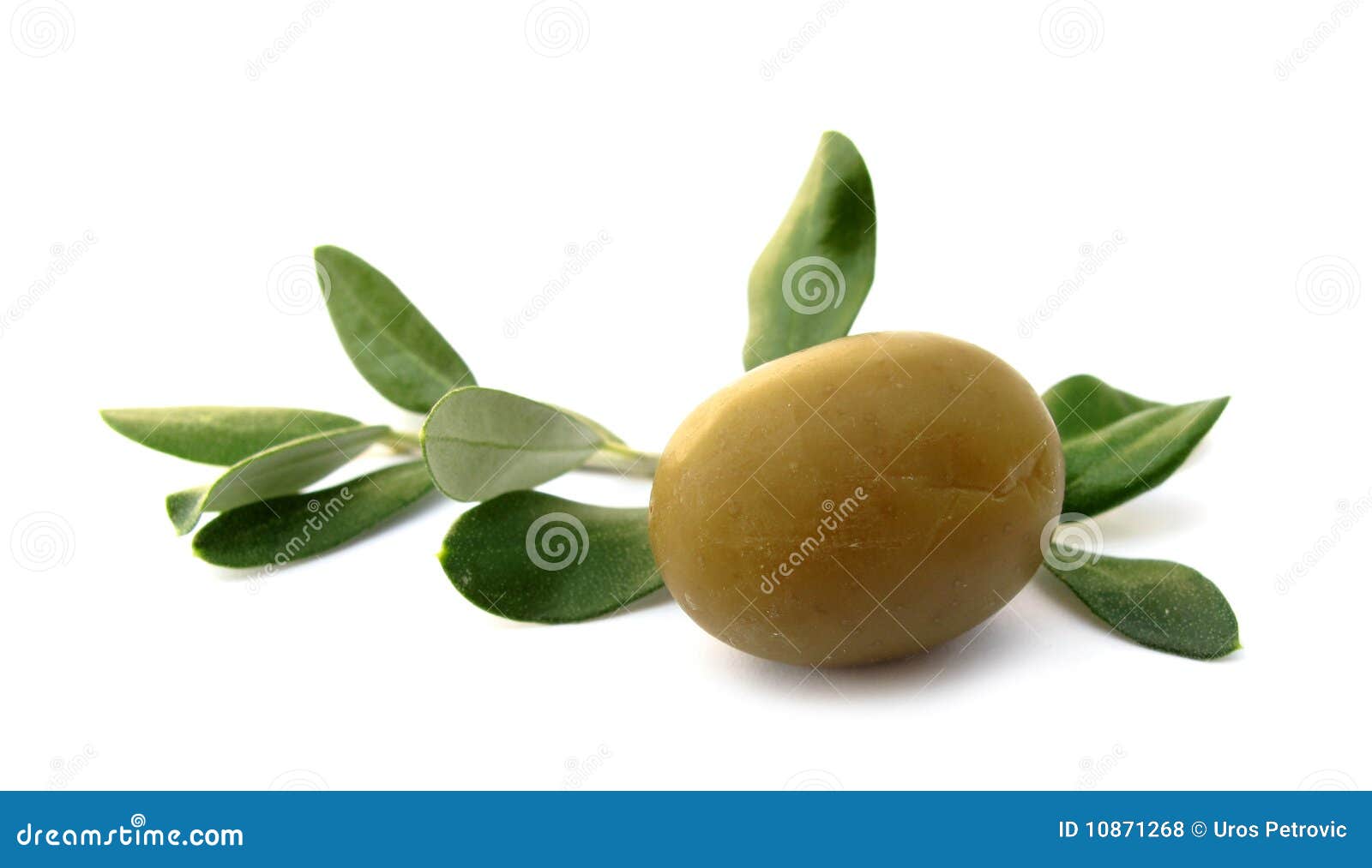 Olive with green leaves stock photo. Image of branch - 10871268