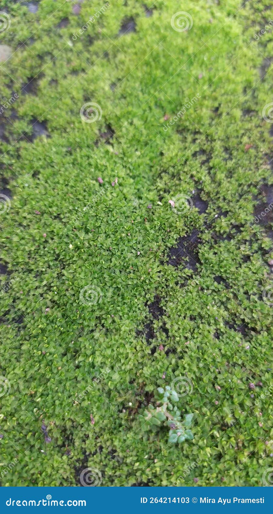 Olive green moss stock image. Image of vegetation, flower - 264214103
