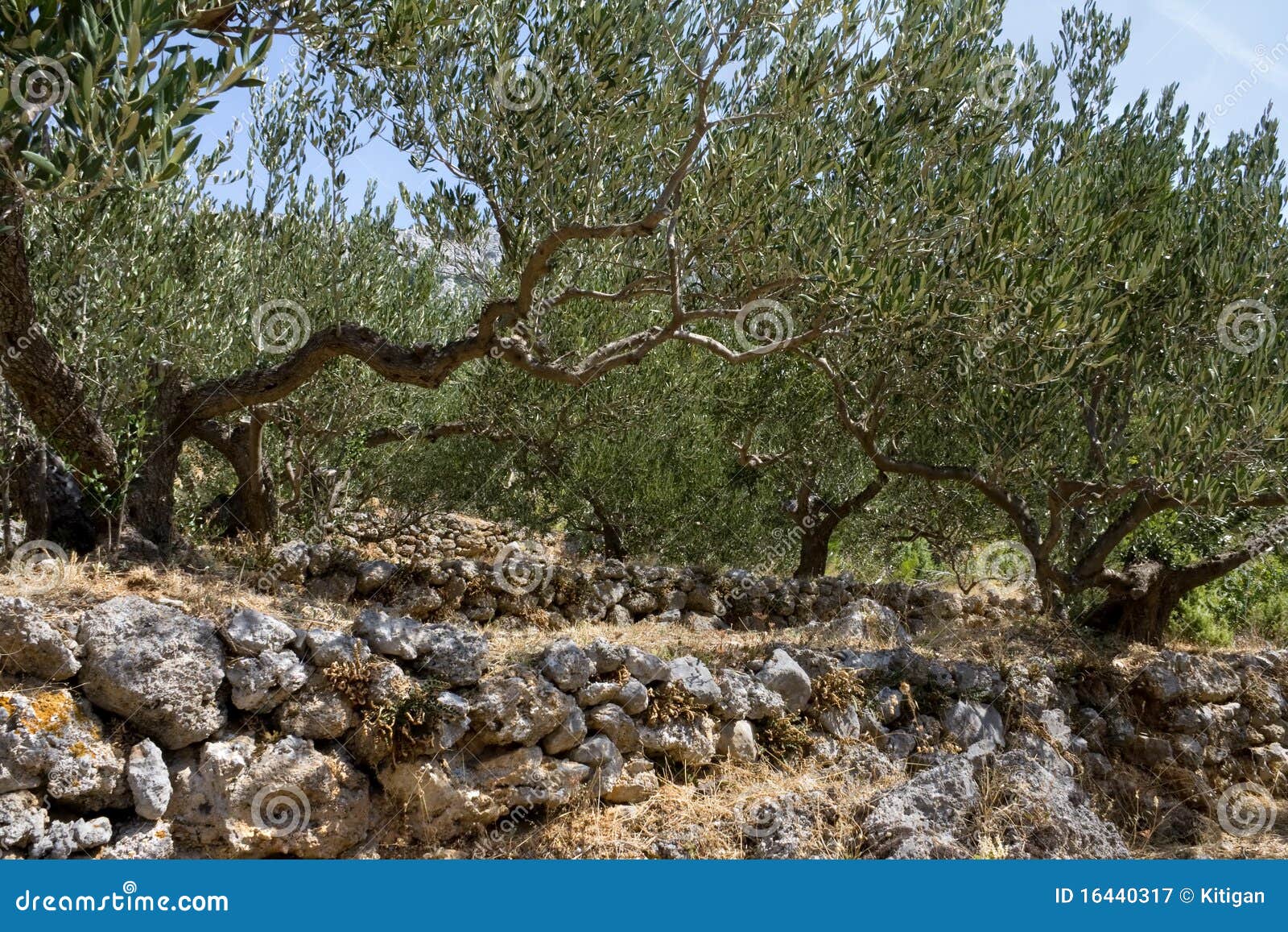 Olive Grove stock image. Image of south, landscape, sunlight - 16440317