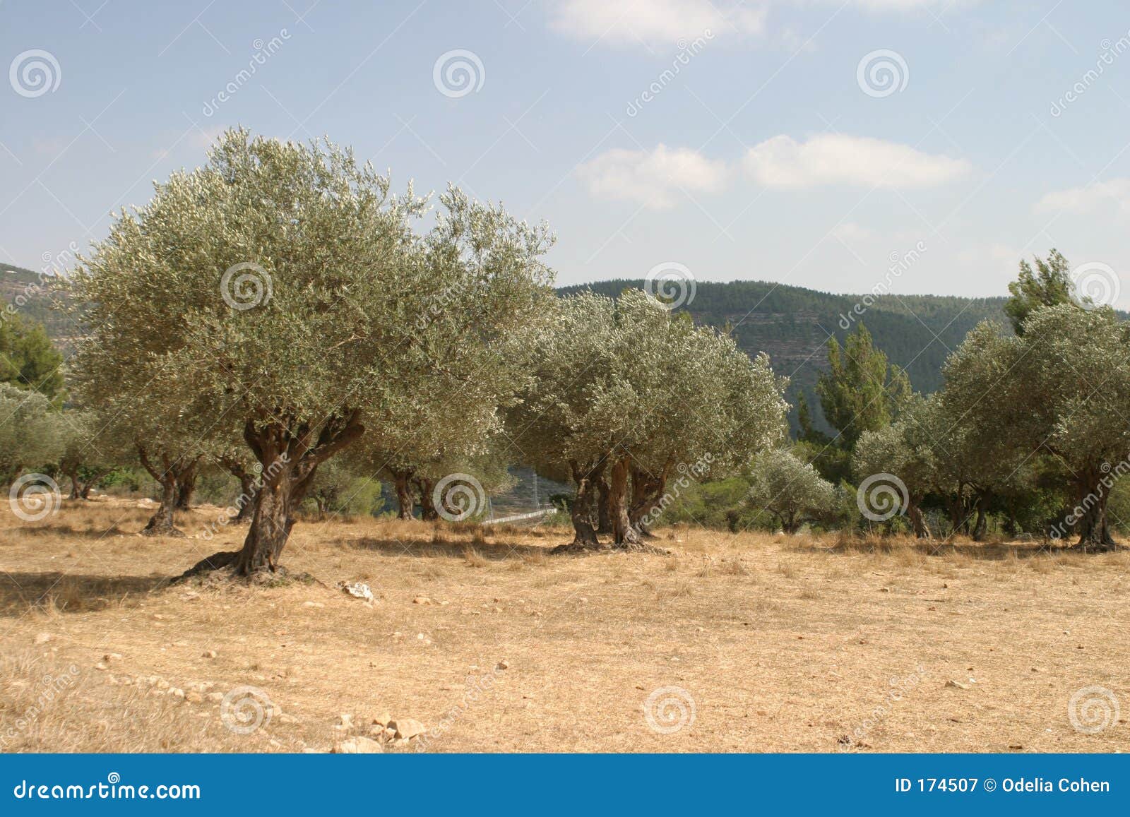 Olive grove stock image. Image of trees, summer, olive - 174507