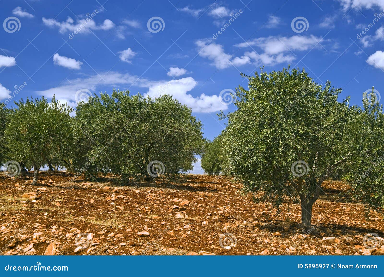 Olive Grove Picture. Image: 5895927
