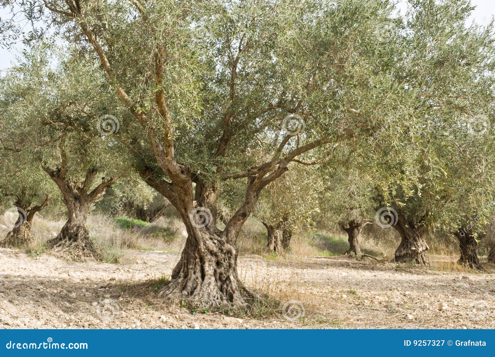 Olive grove stock image. Image of fields, nature, mountains - 9257327