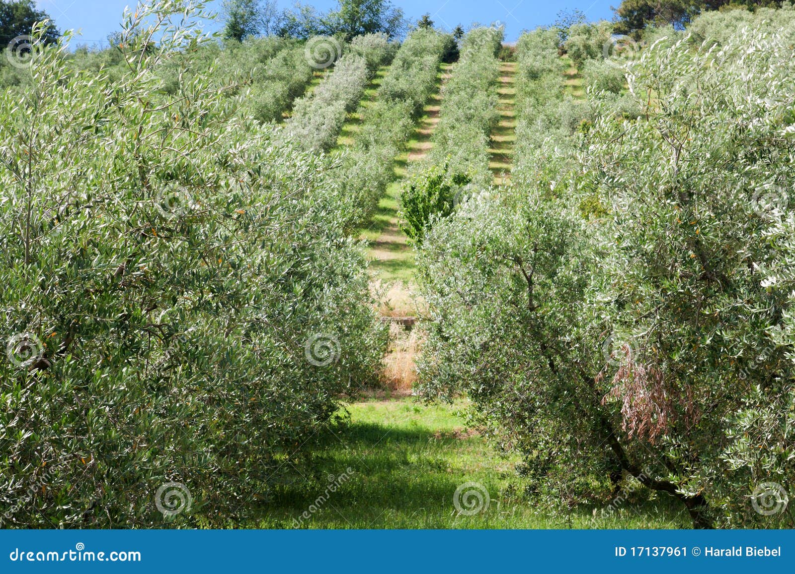 Olive Grove in Central Italy Stock Image - Image of deserted, magical ...