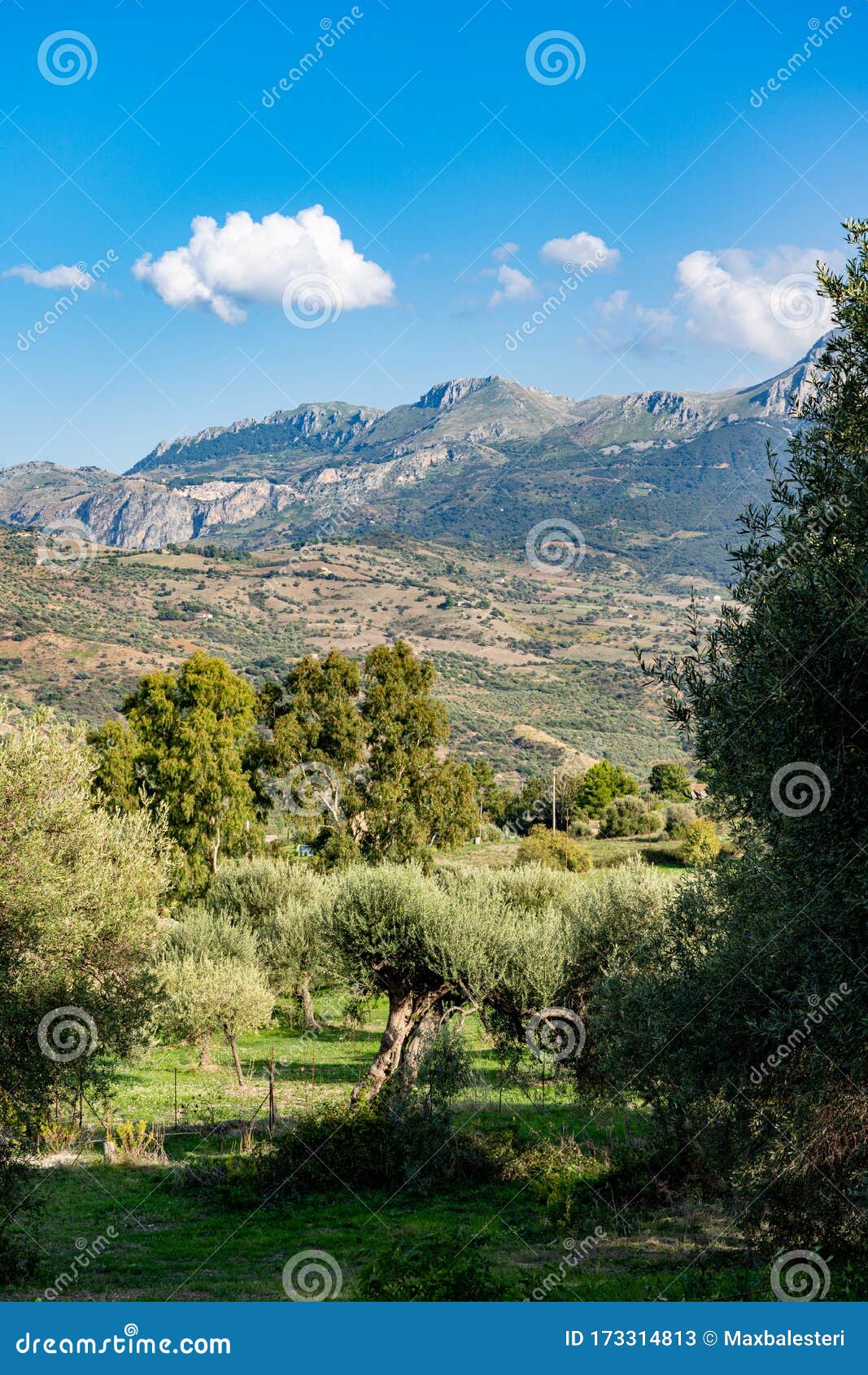 Olive Grove in Collesano Italy Stock Image - Image of branch ...