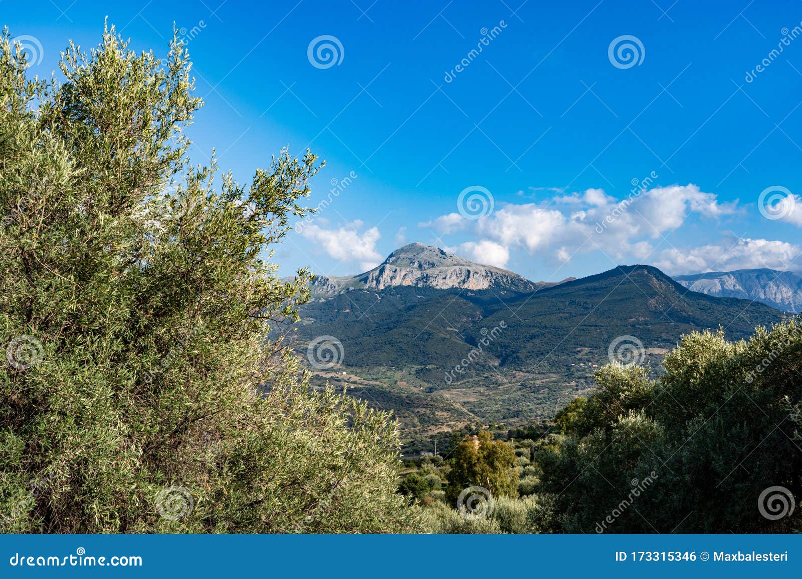 Olive Grove in Collesano Italy Stock Photo - Image of olive, valley ...