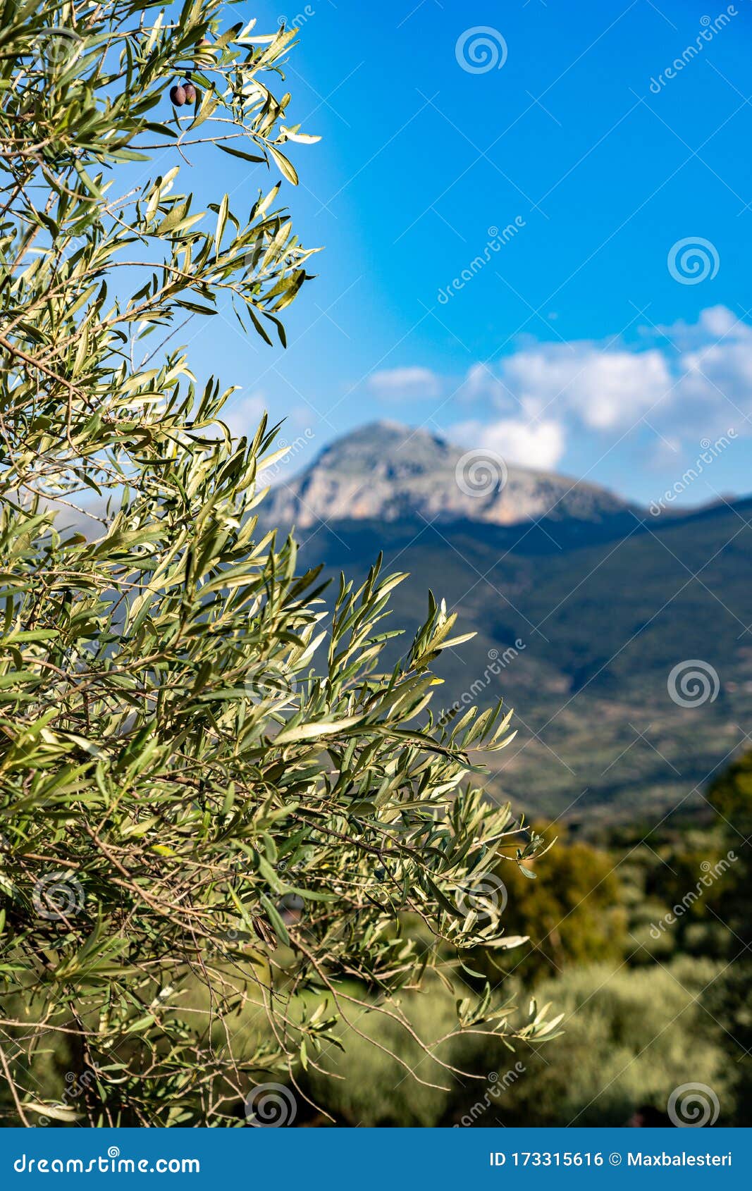 Olive Grove in Collesano Italy Stock Photo - Image of daylight, scenic ...