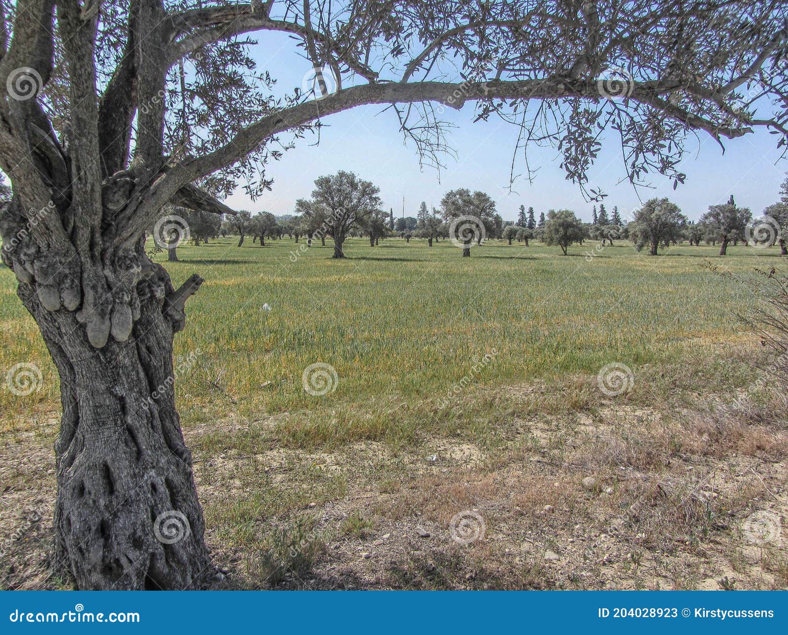Olive Grove in Cyprus in the Hot Spring Stock Image - Image of ...