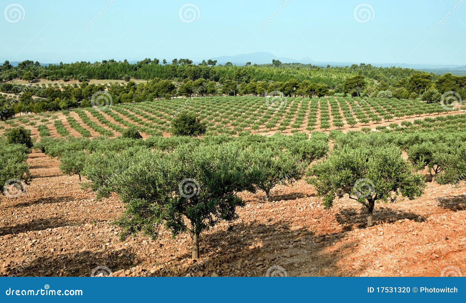 Olive grove in France stock photo. Image of tree, trunk - 17531320
