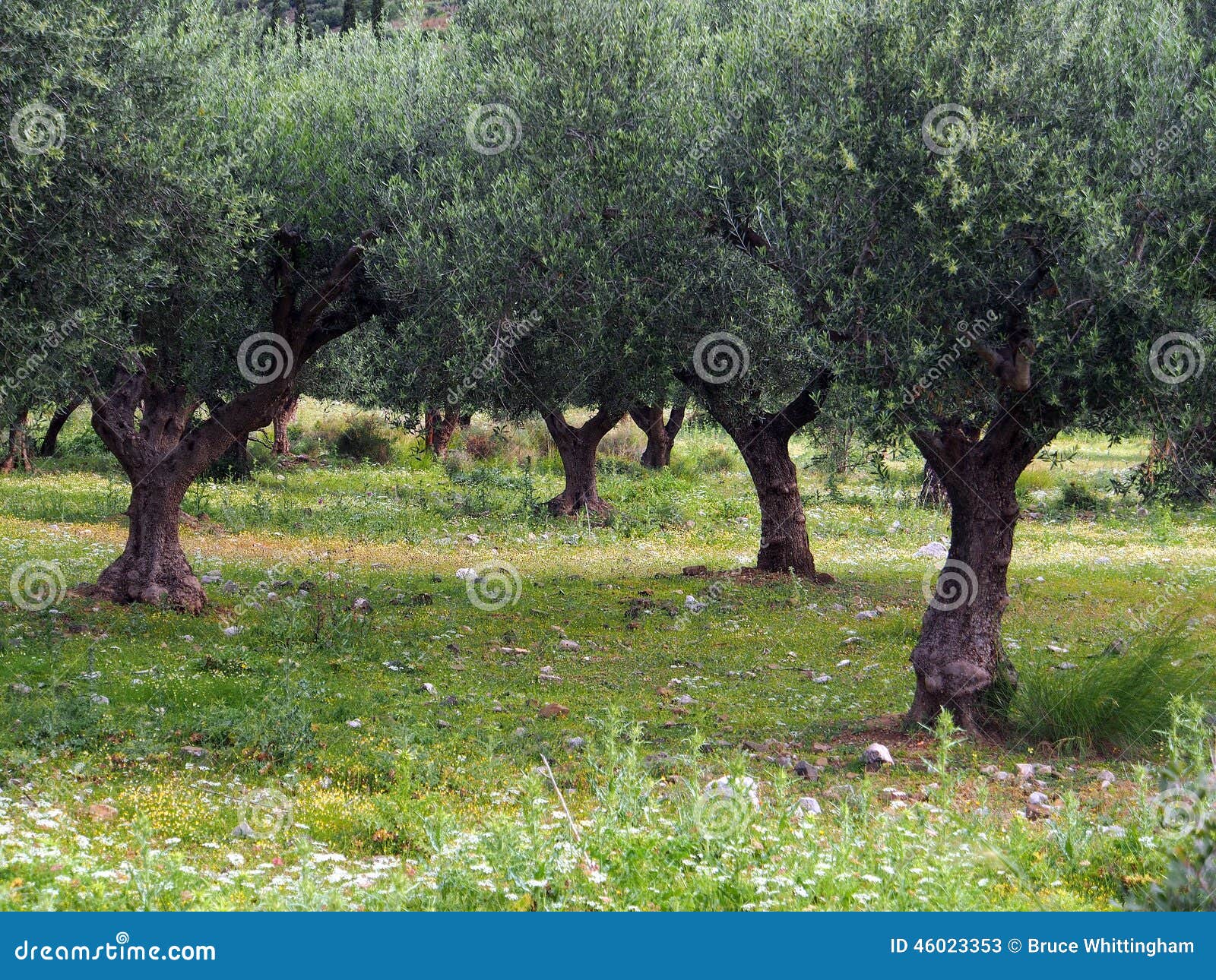 Olive Grove, Greece stock image. Image of grove, farm - 46023353