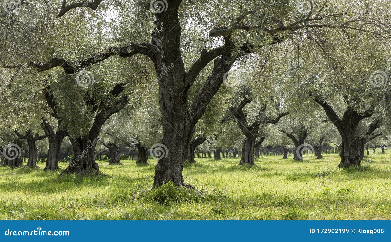 Olive Grove Greek Tree stock image. Image of food, agriculture - 172992199