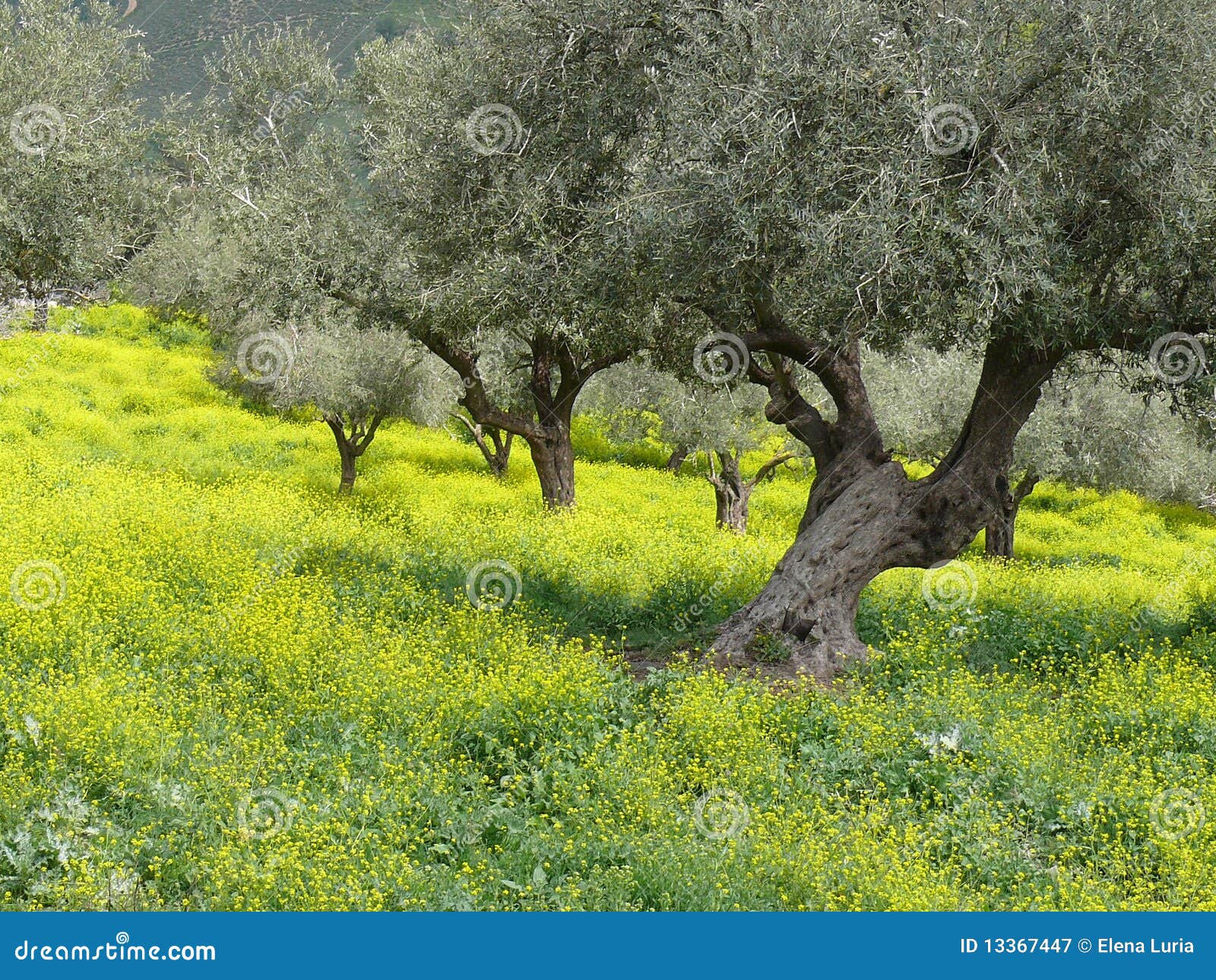 Olive grove in spring stock image. Image of yellow, bright - 13367447