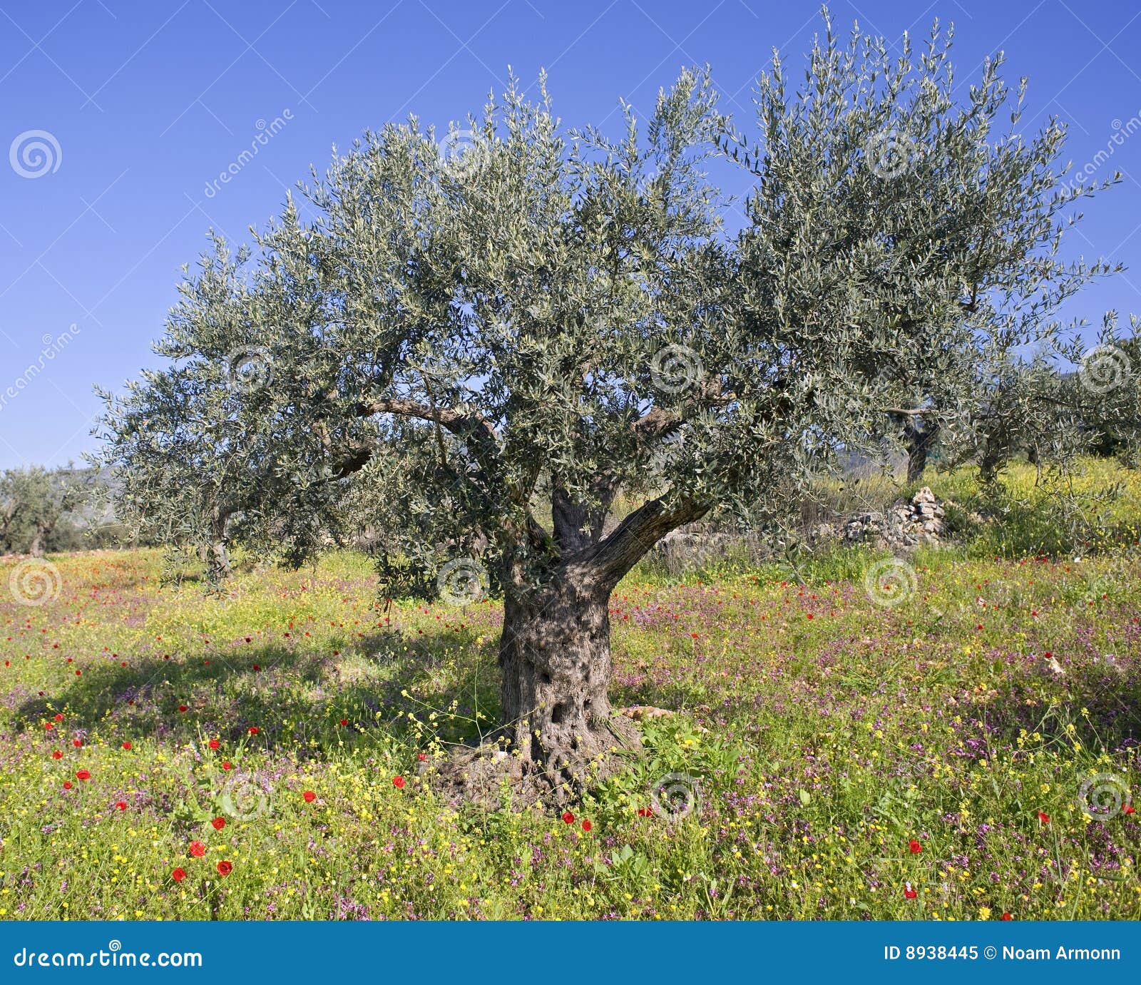 Olive grove in spring stock image. Image of growing, bright - 8938445