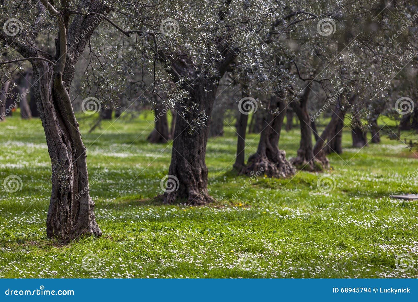 Olive grove in the spring stock photo. Image of growth - 68945794