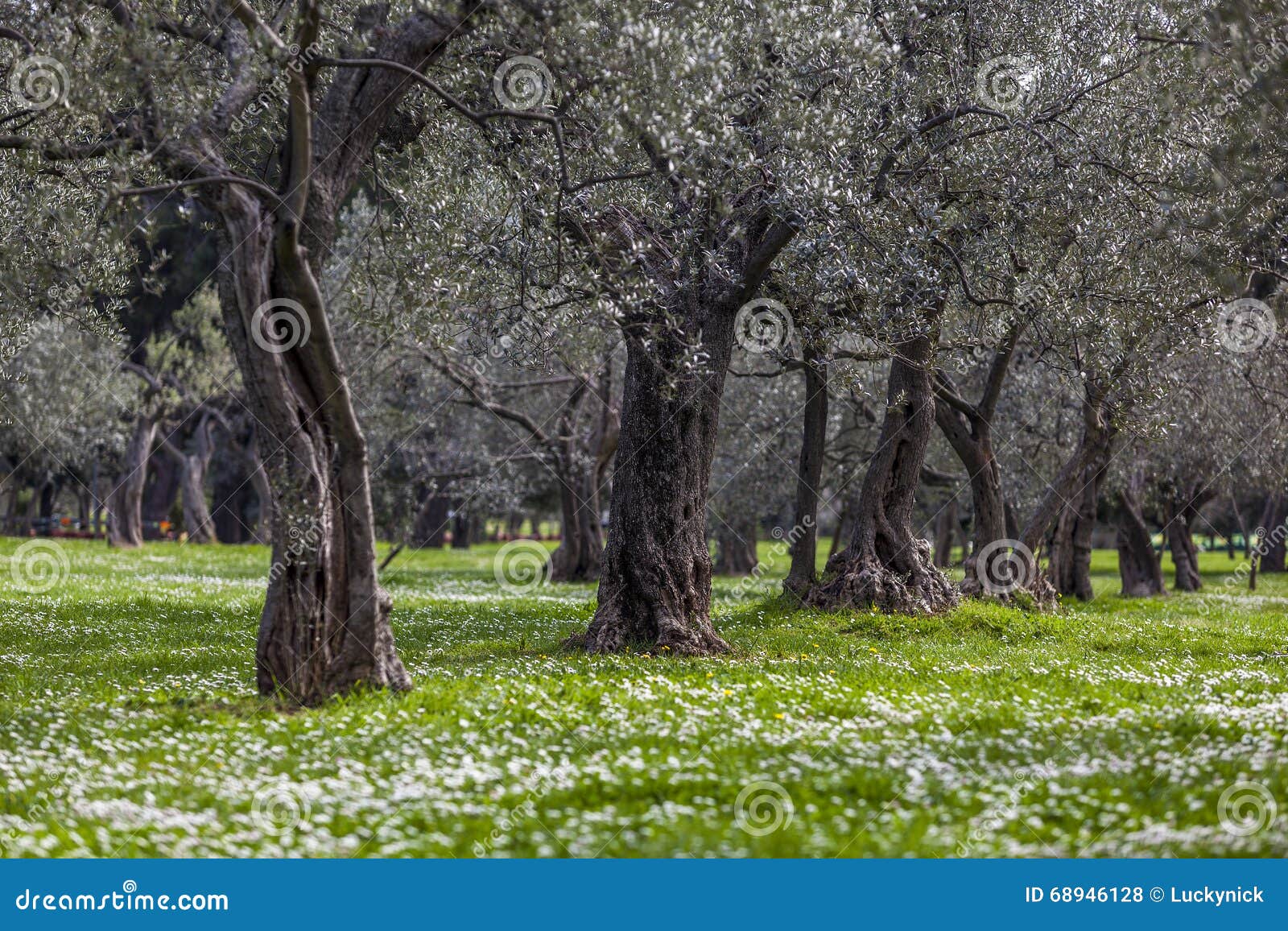 Olive grove in the spring stock photo. Image of scenics - 68946128