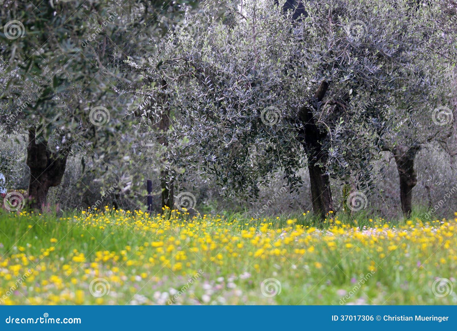 Olive grove in spring time stock photo. Image of lush - 37017306