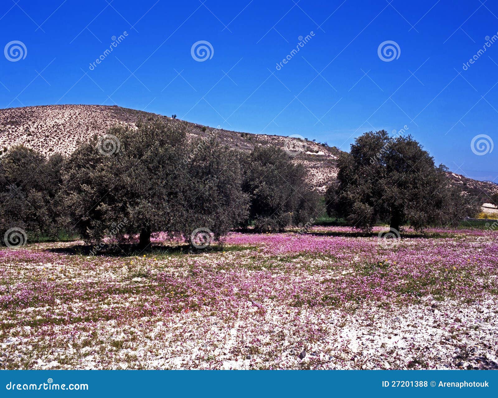 Olive Grove in Springtime, Cyprus. Stock Photo - Image of holiday ...