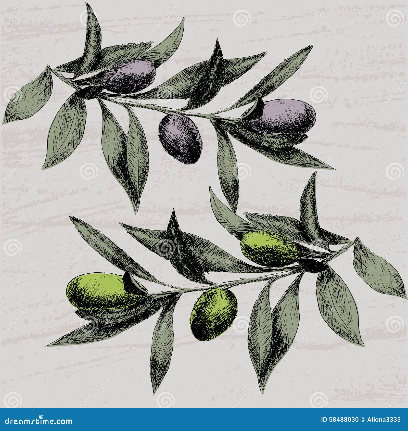 Olive Hand Drawn Watercolor Background Vector Illustration ...