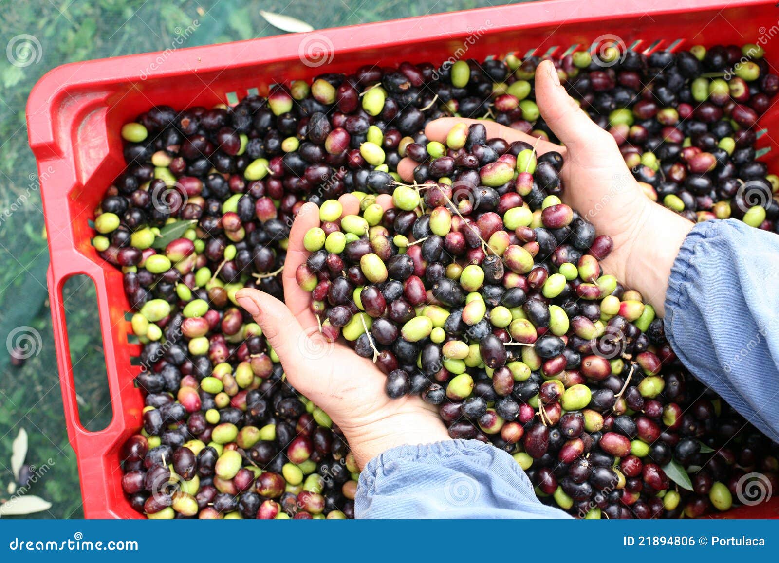 The olive harvest stock photo. Image of gathered, green - 21894806