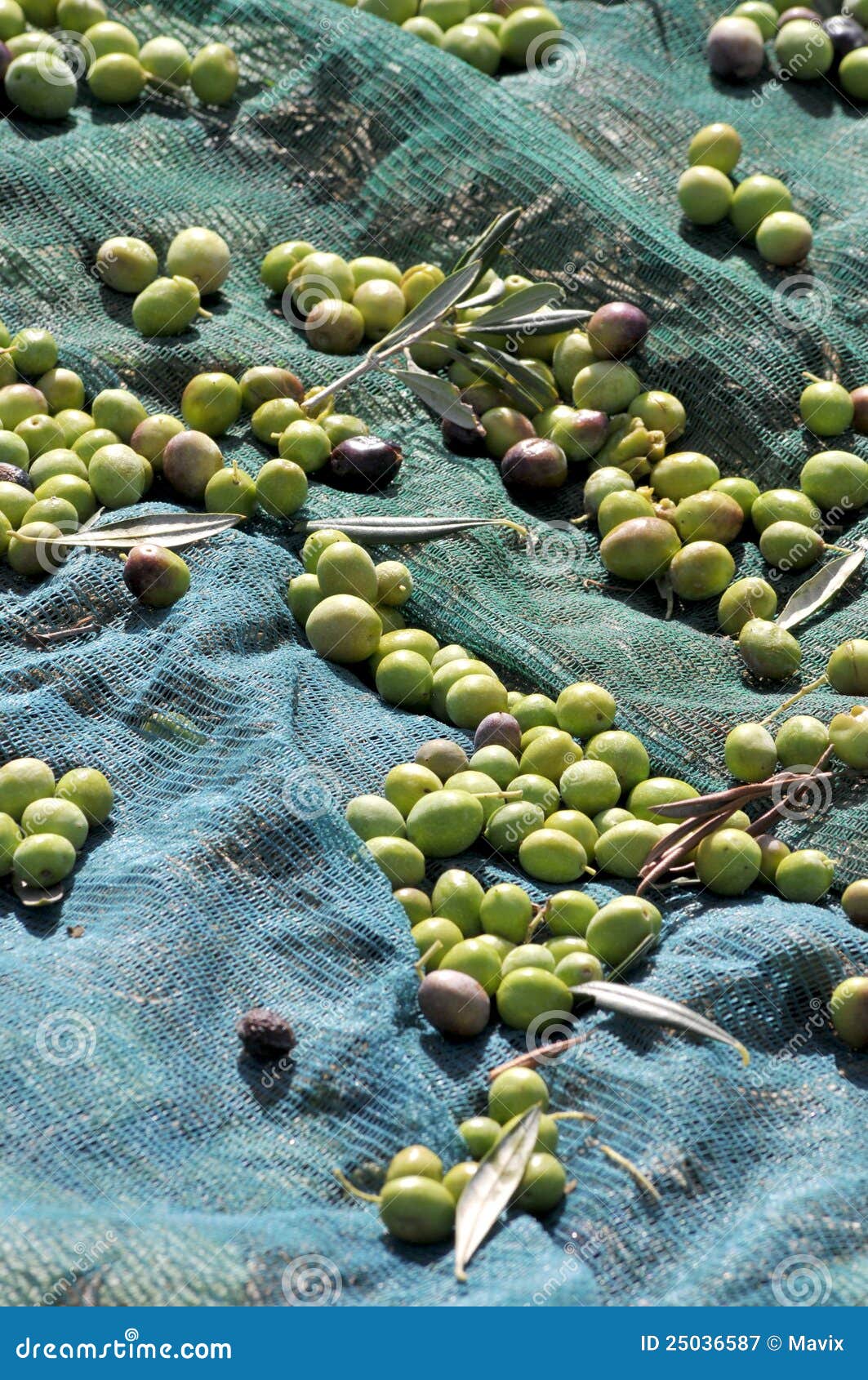 Olive harvest stock image. Image of olives, food, harvest - 25036587