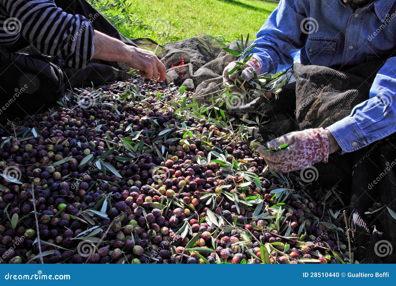 Olive Harvest. Farmer Harvesting Olives With Special Machinery And ...