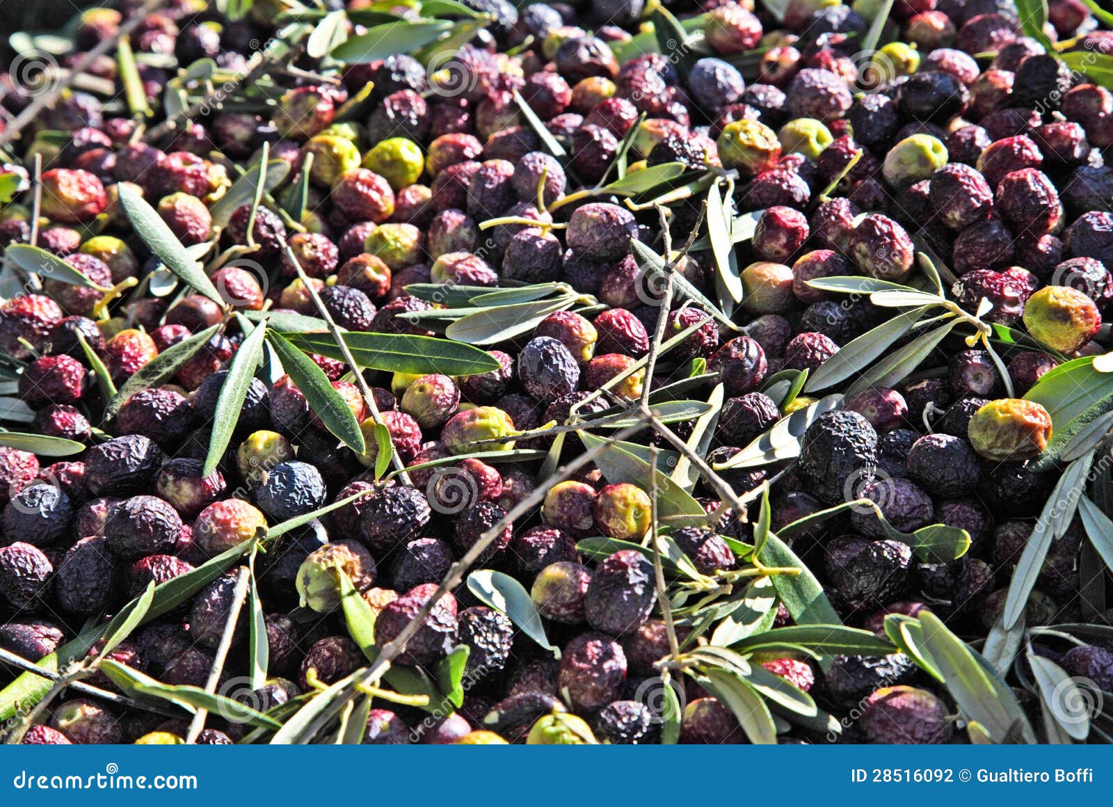 Olive Harvest. Farmer Harvesting Olives With Special Machinery And ...