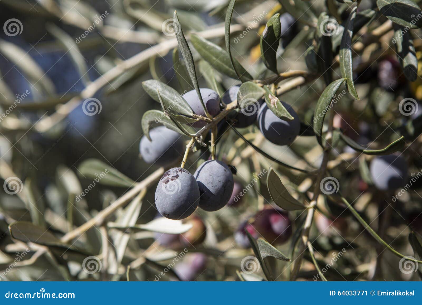 Olive Harvest, Newly Picked Olives of Different Colors and Olive Leafs ...