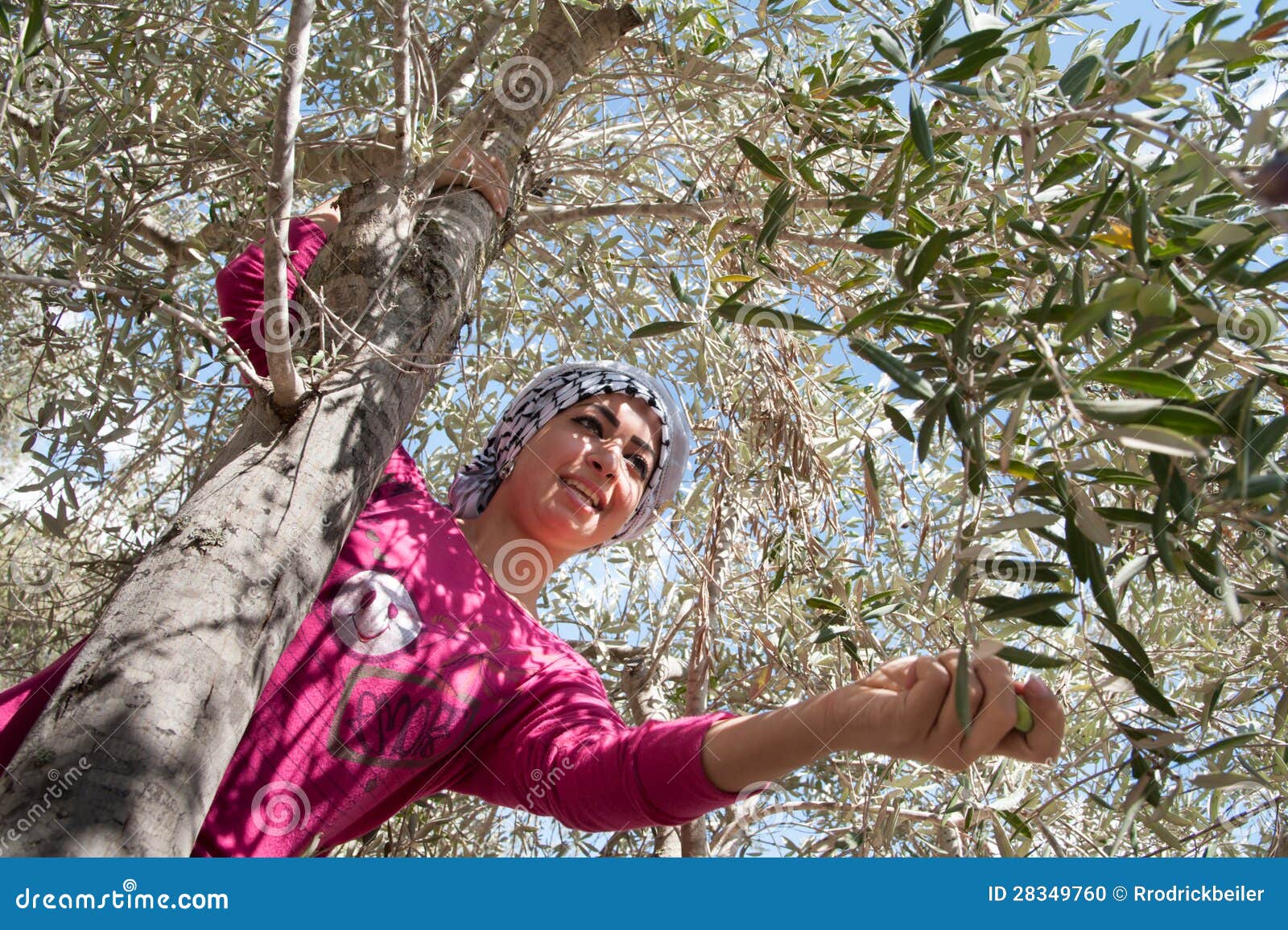 Olive harvest in Palestine editorial image. Image of palestine - 28349760