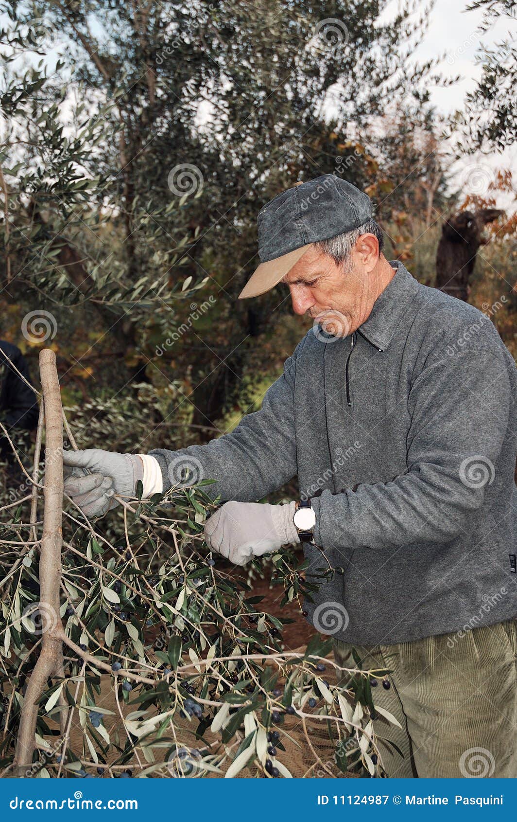 Olive Harvesting Tools. Olive Tree Full With Olives. Olive Branches ...