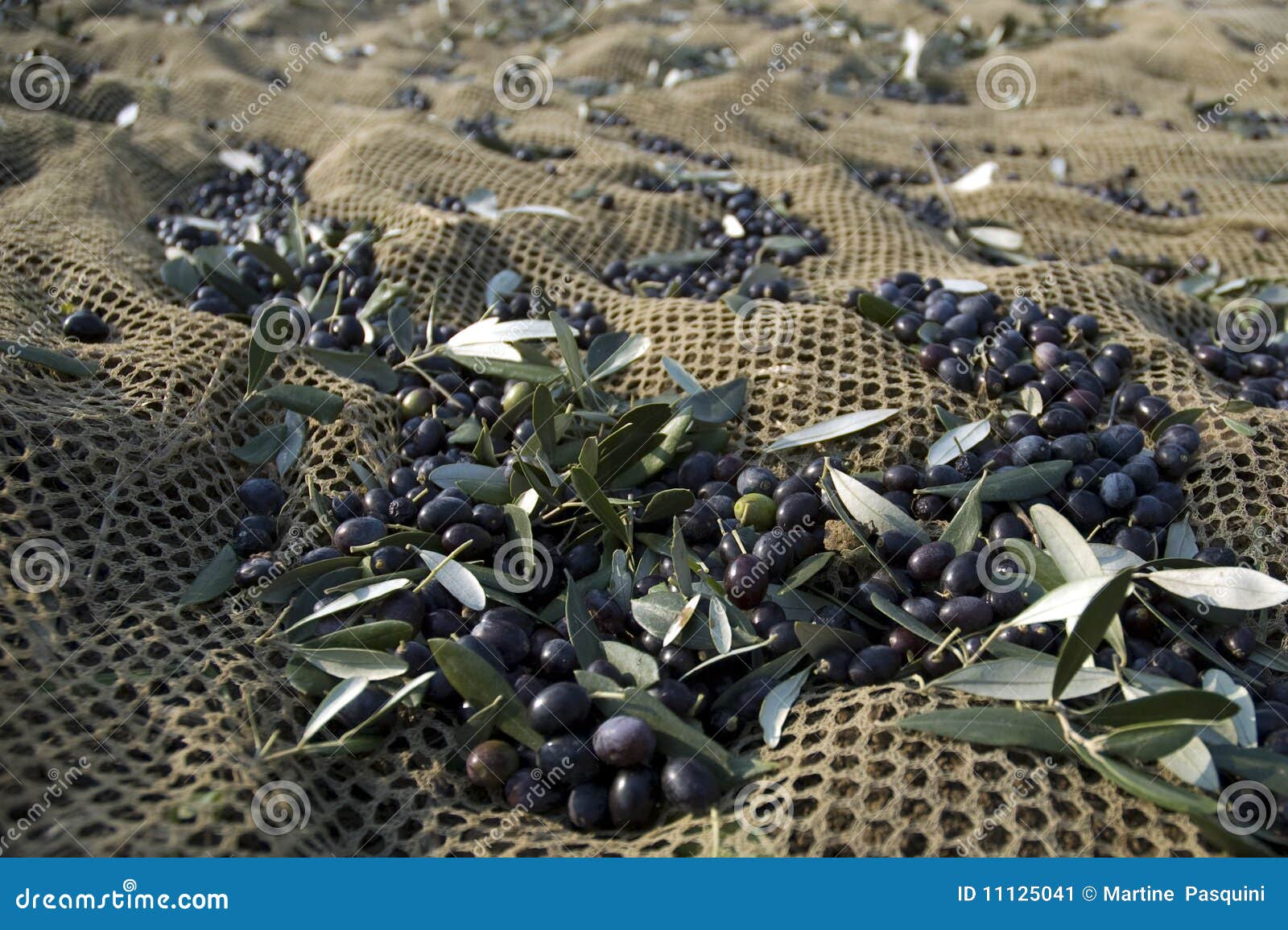 Olive Harvesting Tools. Olive Tree Full With Olives. Olive Branches ...