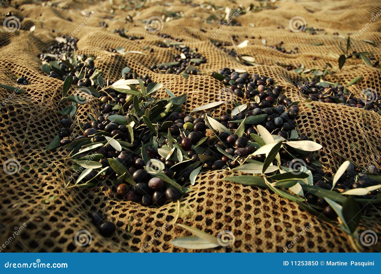 Olive harvesting stock photo. Image of plants, farmer - 11253850
