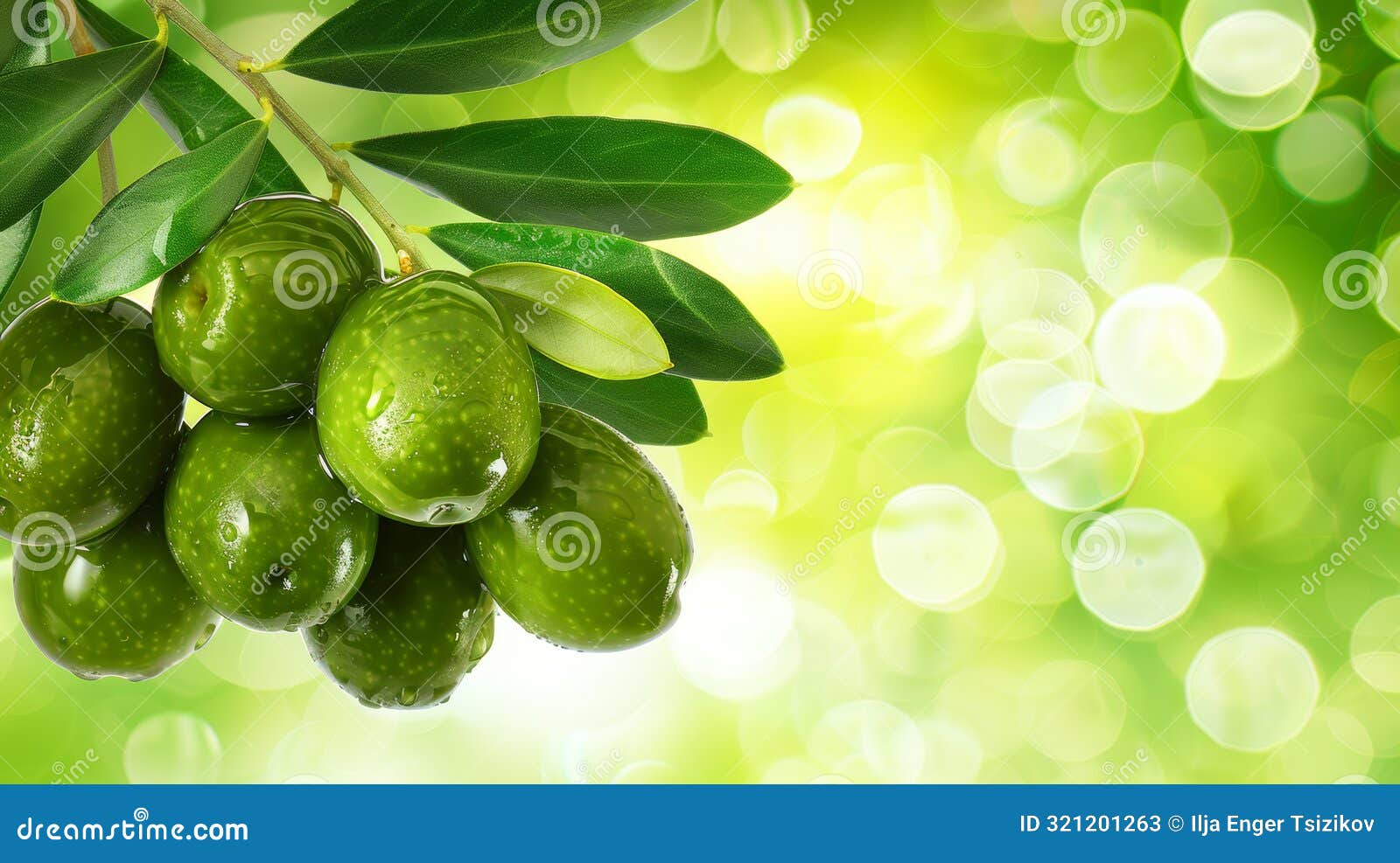 Olive Laden Branch, Blurred Backdrop, Ideal For Text Placement And ...