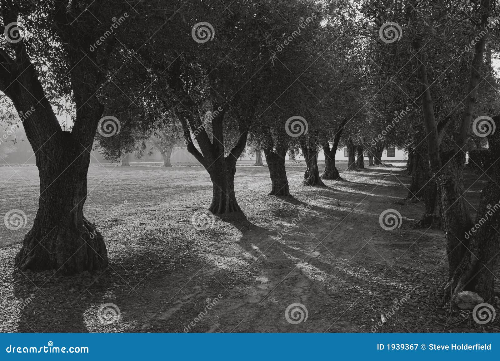 Olive Lane stock image. Image of shady, trees, point, line - 1939367