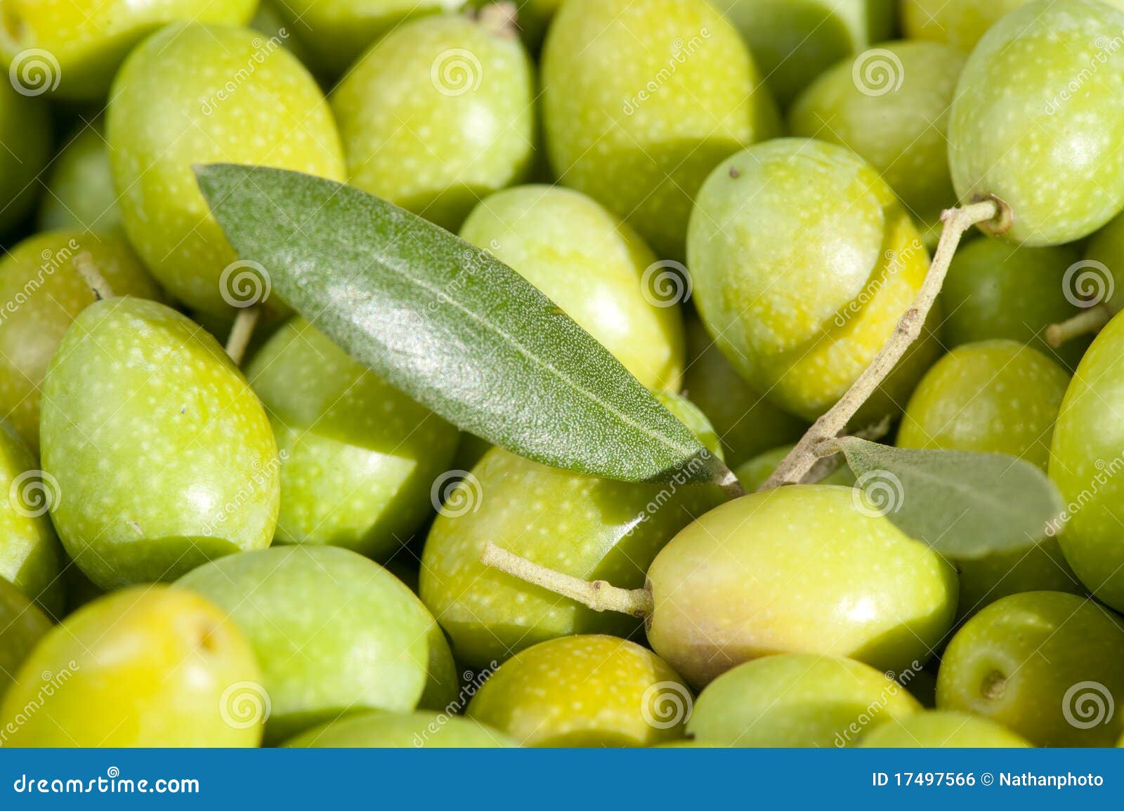 Olive Leaf and Green Olives, Up Close Stock Photo - Image of plant ...