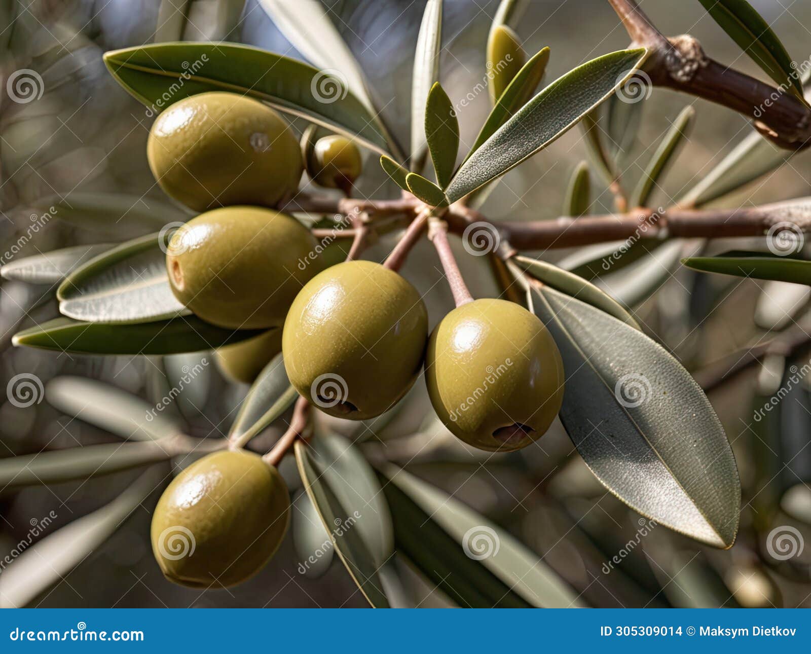 Olive Leaf (Olea Europaea) in the Garden Stock Illustration ...