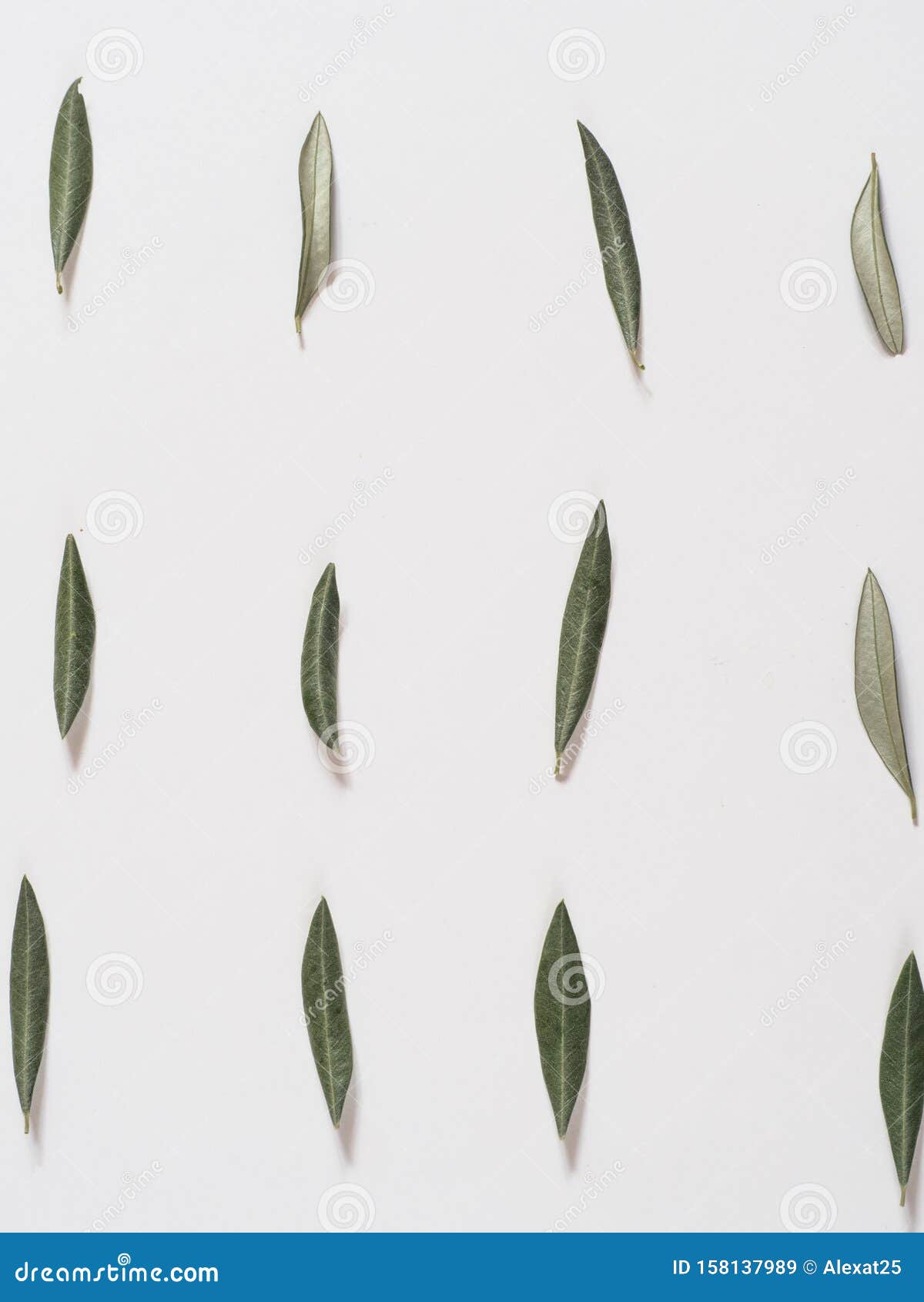 Olive Leaves Pattern on White Stock Image - Image of freshness, herb ...