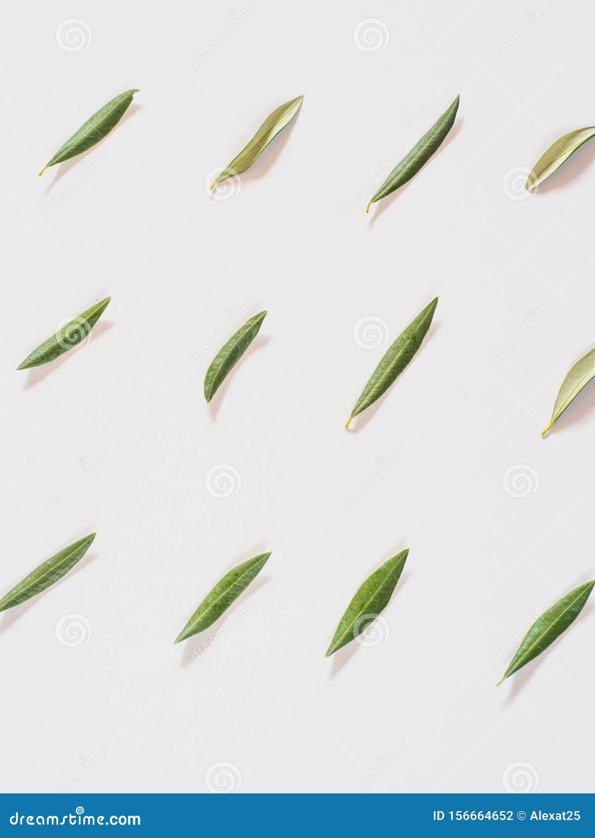 Olive Leaves Pattern on White Stock Photo - Image of herb, agriculture ...