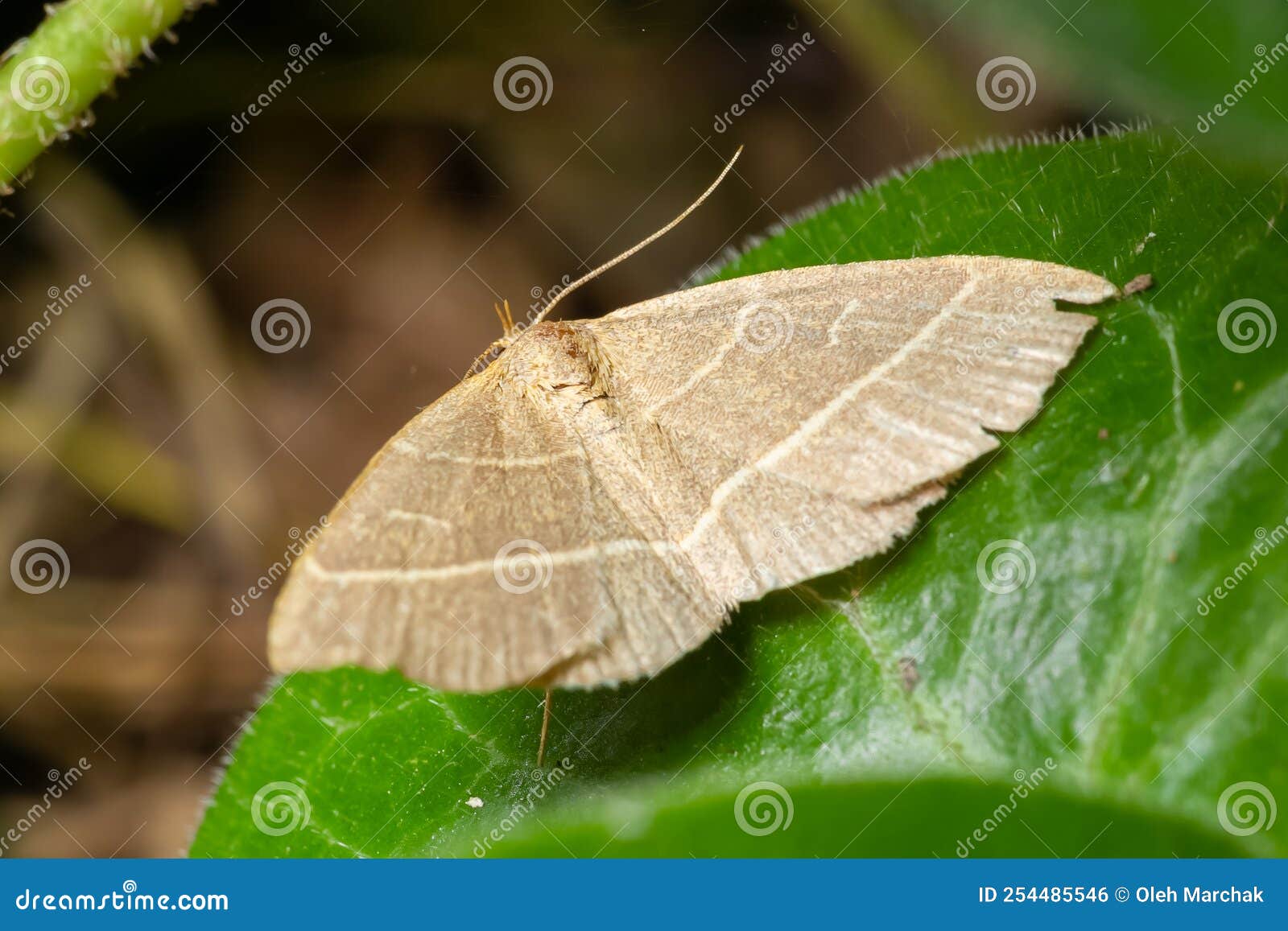 Olive Moth, Trisateles Emortualis. Sitting on a Green Leaf Stock Photo ...