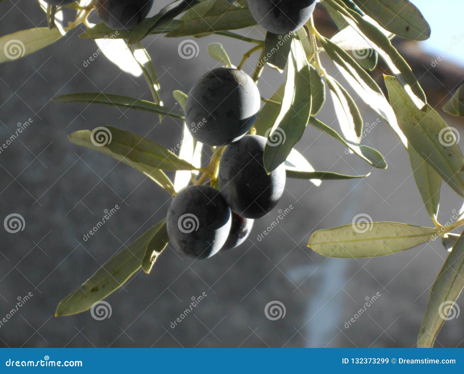 Olive stock image. Image of tree, olive, fall, naturel - 132373299